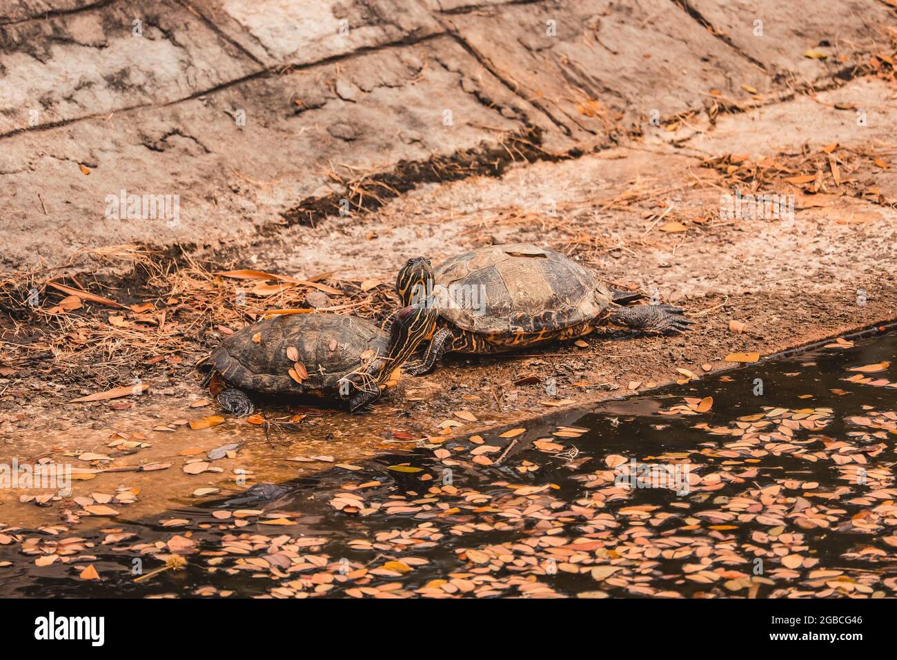 Turtle in the water Stock Photo - Alamy