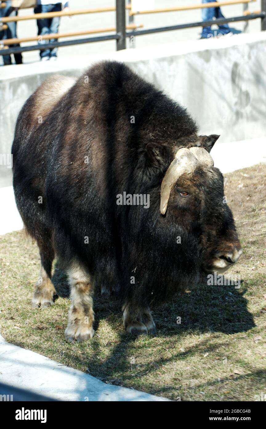 True bulls images hi-res stock photography and images - Alamy