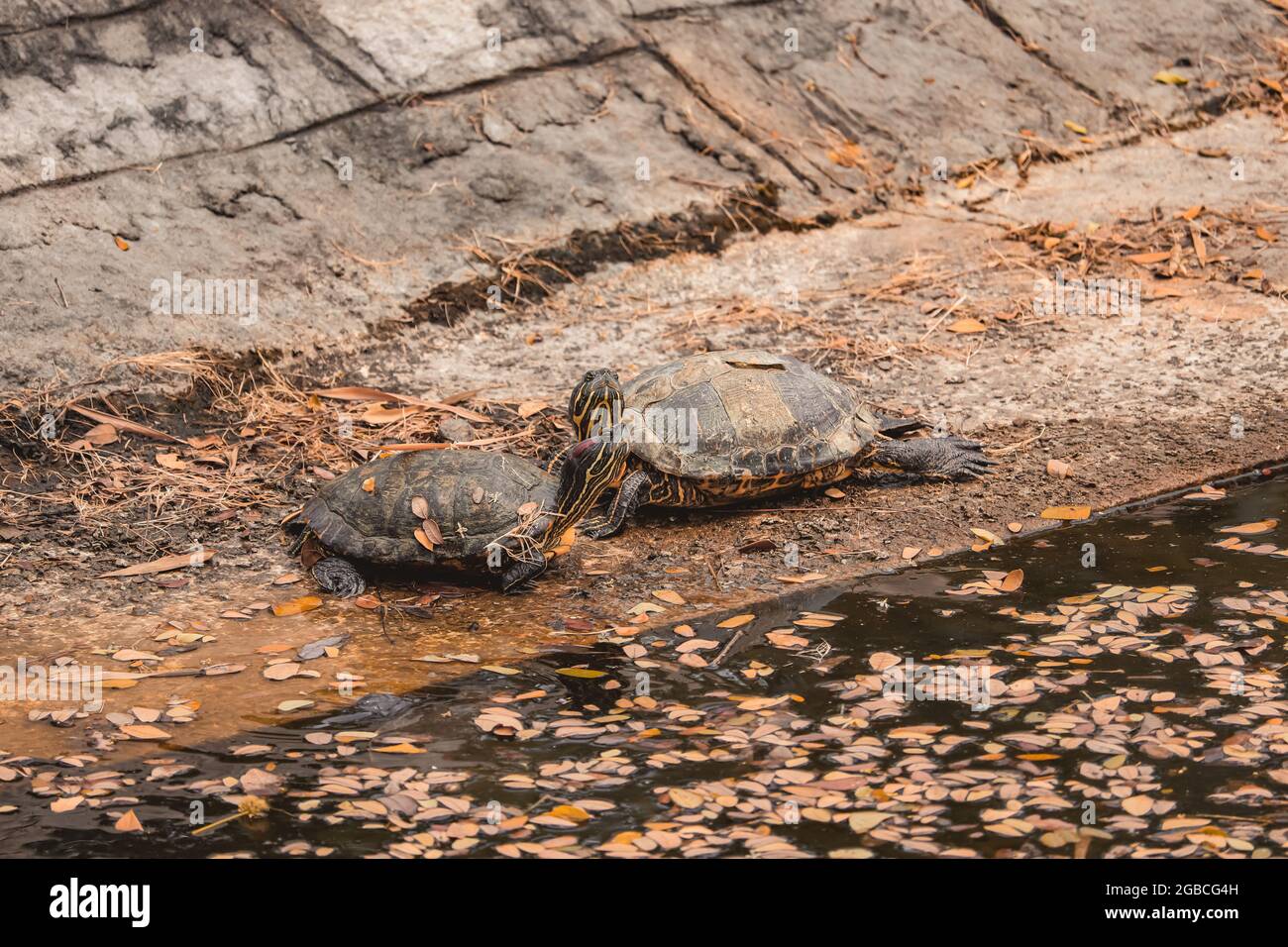 Turtle in the water Stock Photo - Alamy