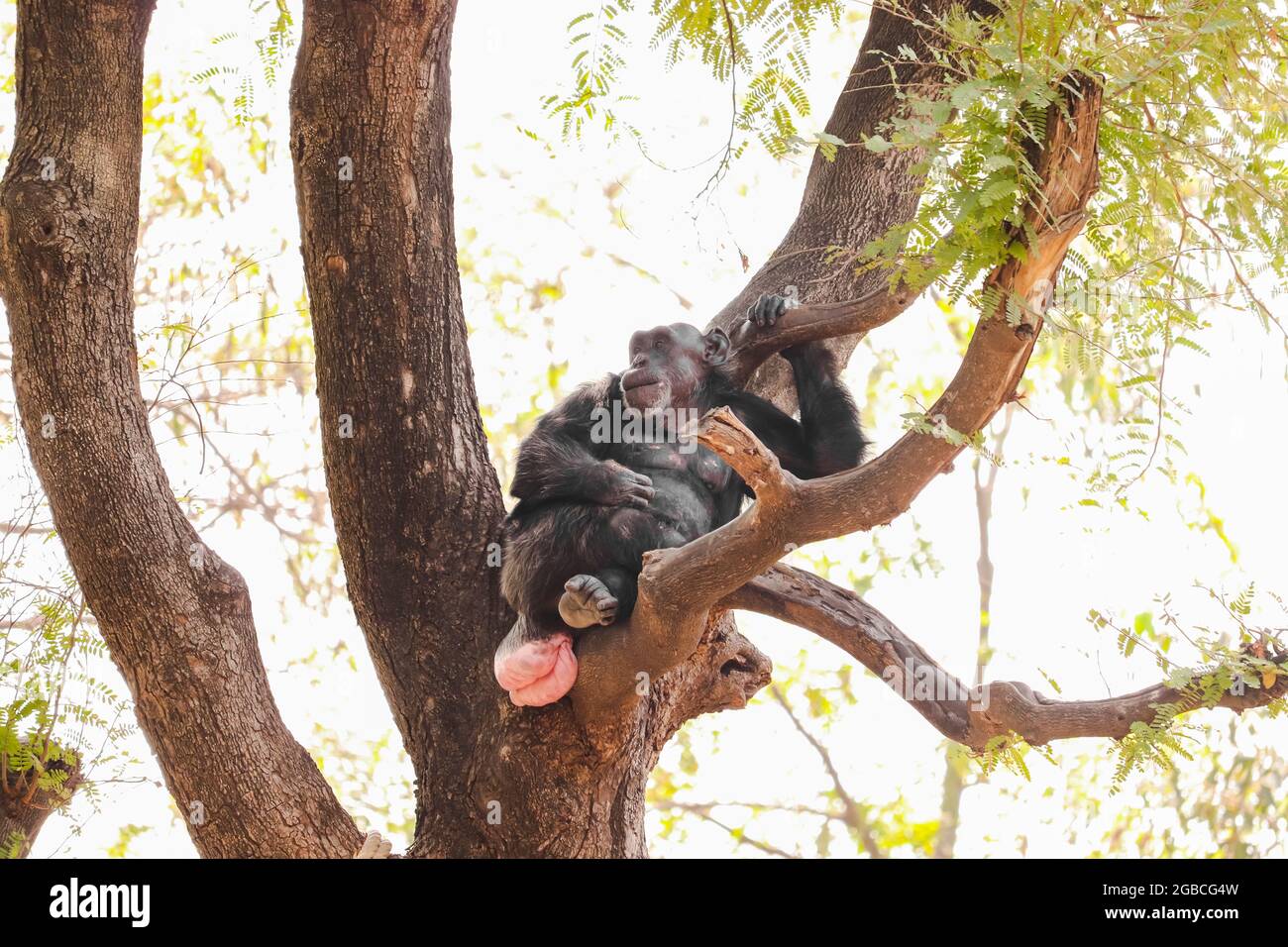 Ape sitting on the tree Stock Photo - Alamy