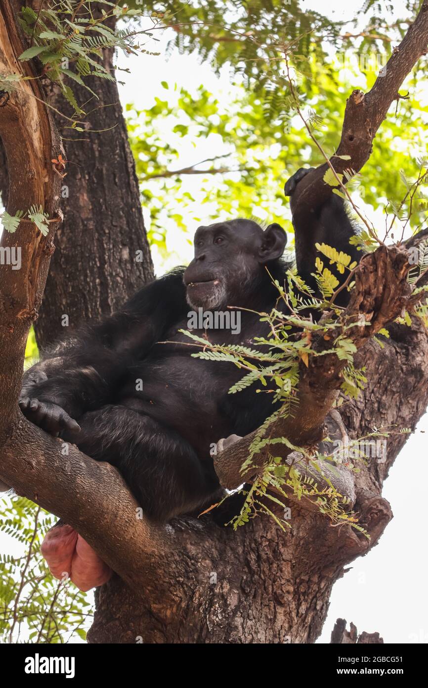 Ape up tree hi-res stock photography and images - Alamy