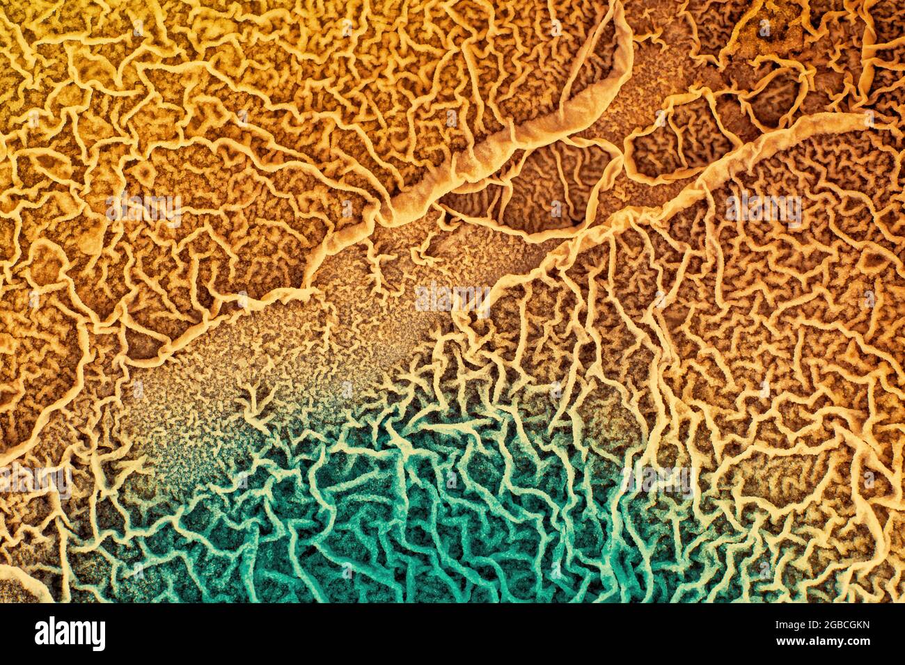 The surface of biological tissue infected with pathogenic ...