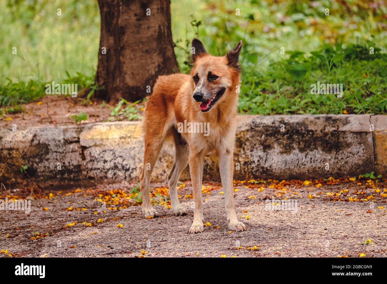 Dog sitting on the ground in grass Stock Photo - Alamy