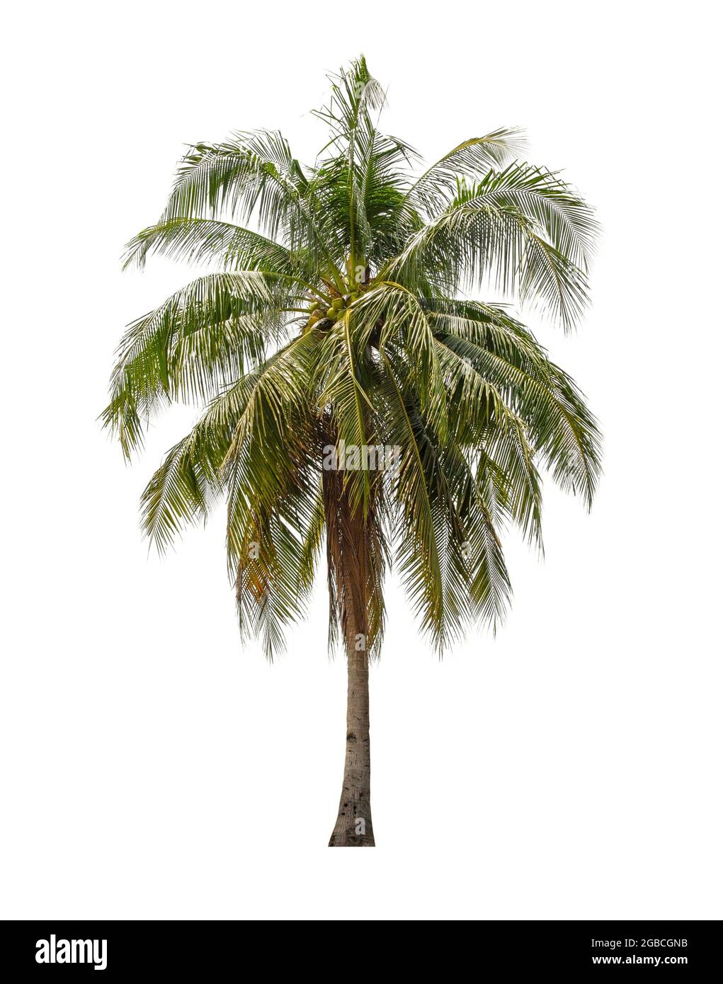 The coconut tree isolated on white background Stock Photo - Alamy