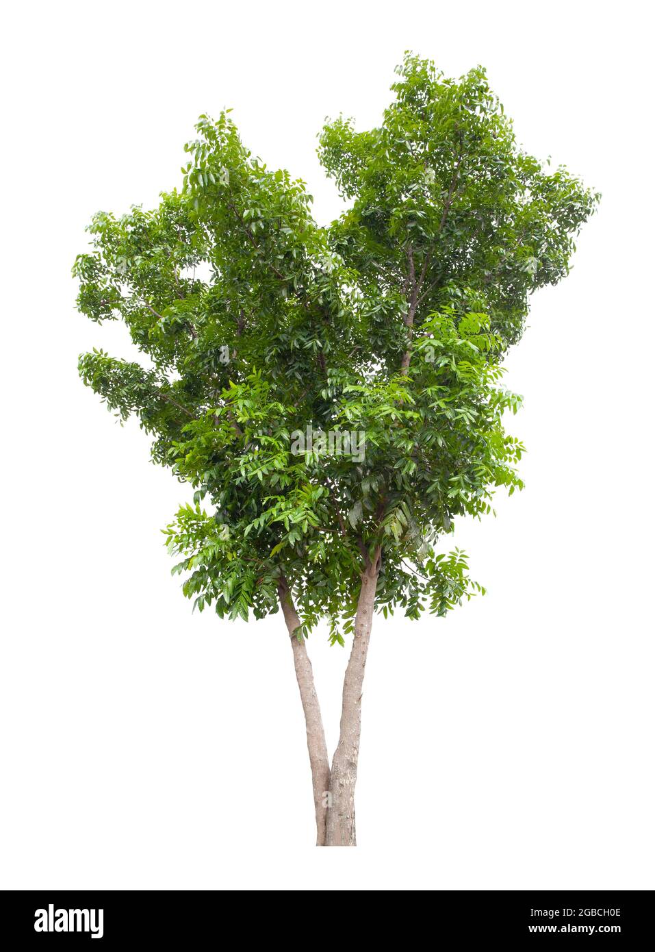 The freshness big green tree isolated on white background Stock Photo ...