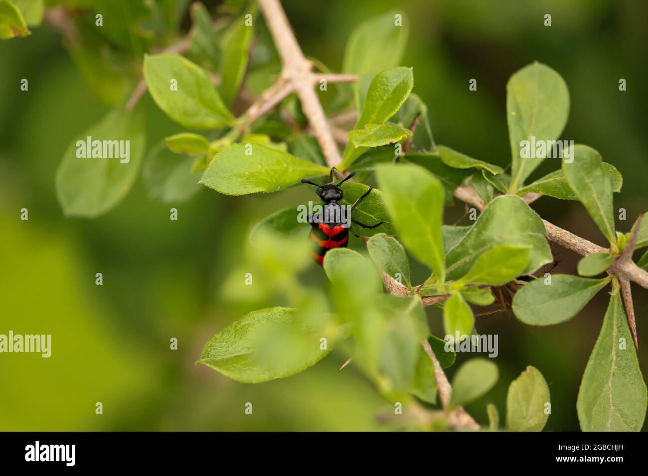 Bug on the leaf's Stock Photo - Alamy