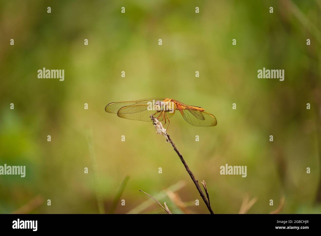 Dragonfly sitting on the flower , Red Dragonfly Stock Photo - Alamy