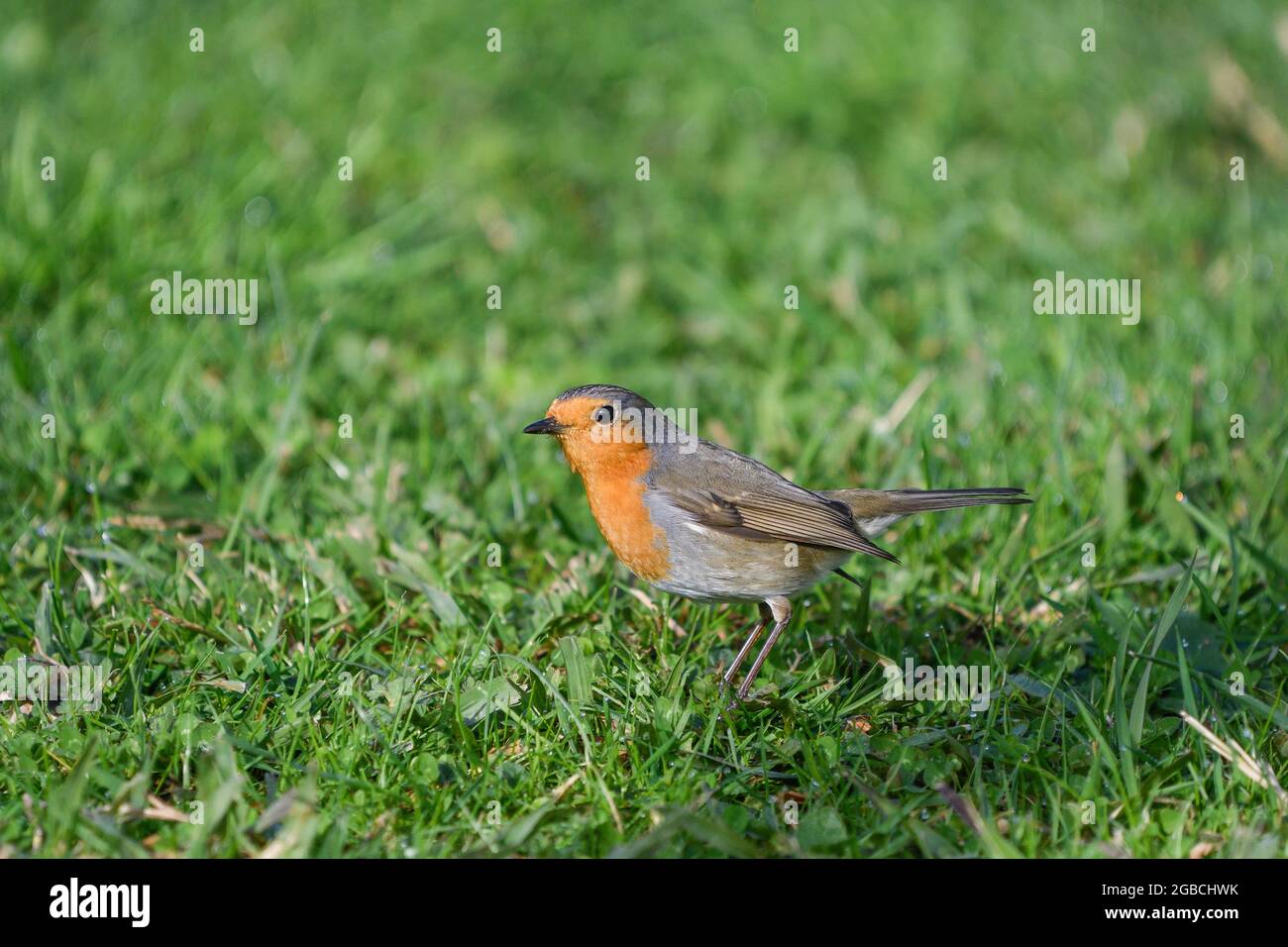 Animales robin hi-res stock photography and images - Alamy