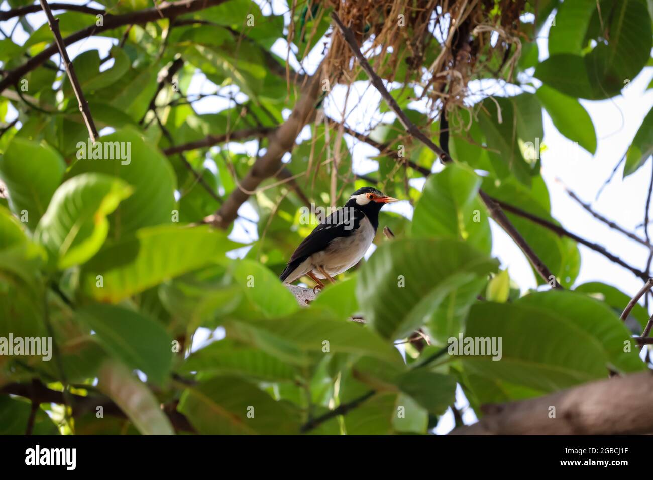 Weaver Bird sitting on the tree Stock Photo - Alamy