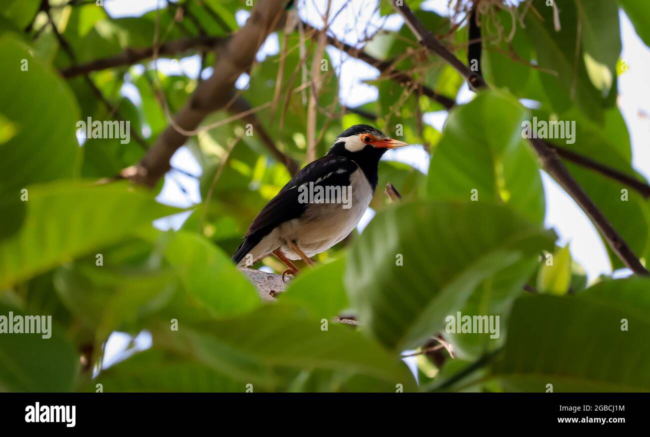 Weaver Bird sitting on the tree Stock Photo - Alamy