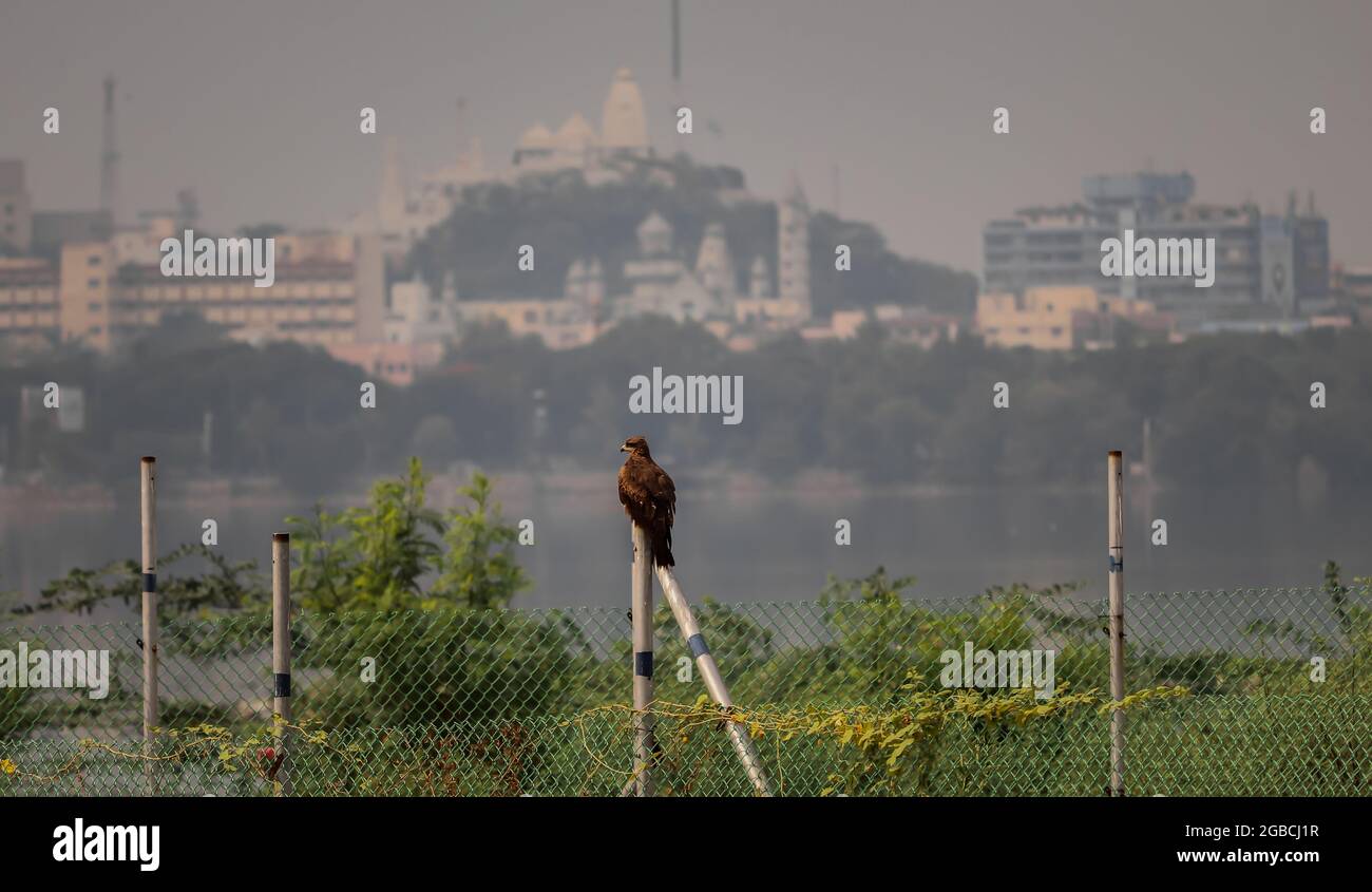 Eagle sitting on the rod , Nature background Stock Photo - Alamy