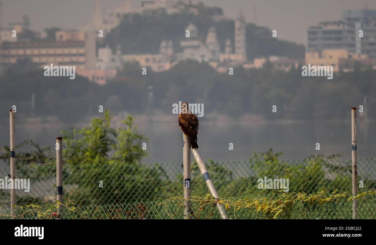 Eagle sitting on the rod , Nature background Stock Photo - Alamy