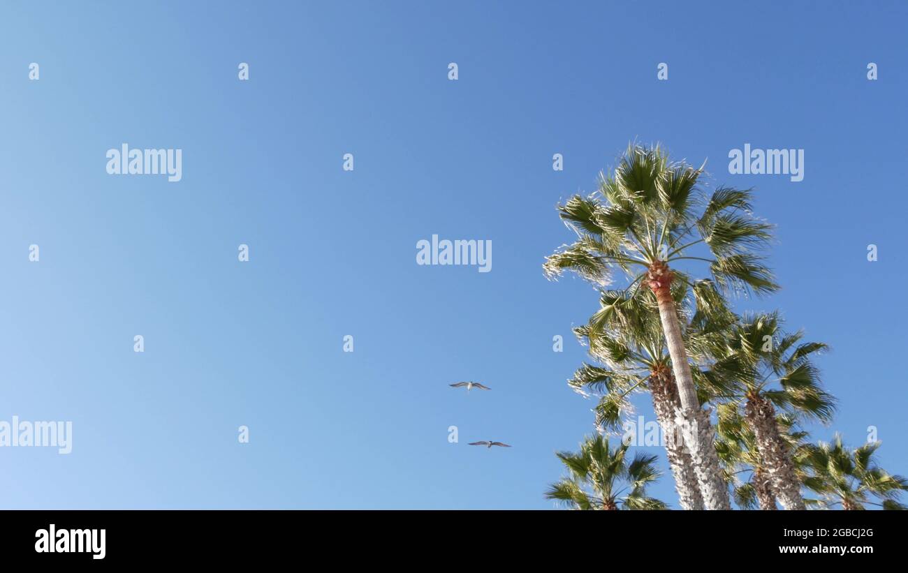 Big pelican birds flying, pelecanus flock soaring in sky, large ...