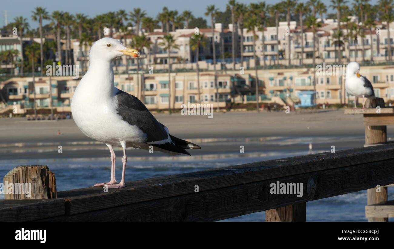 Seagull on wooden pier railings. Bird close up and palm trees in ...