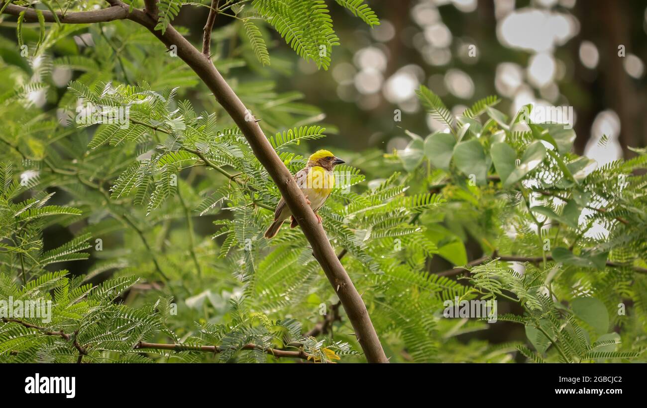 Weaver Bird sitting on the tree Stock Photo - Alamy