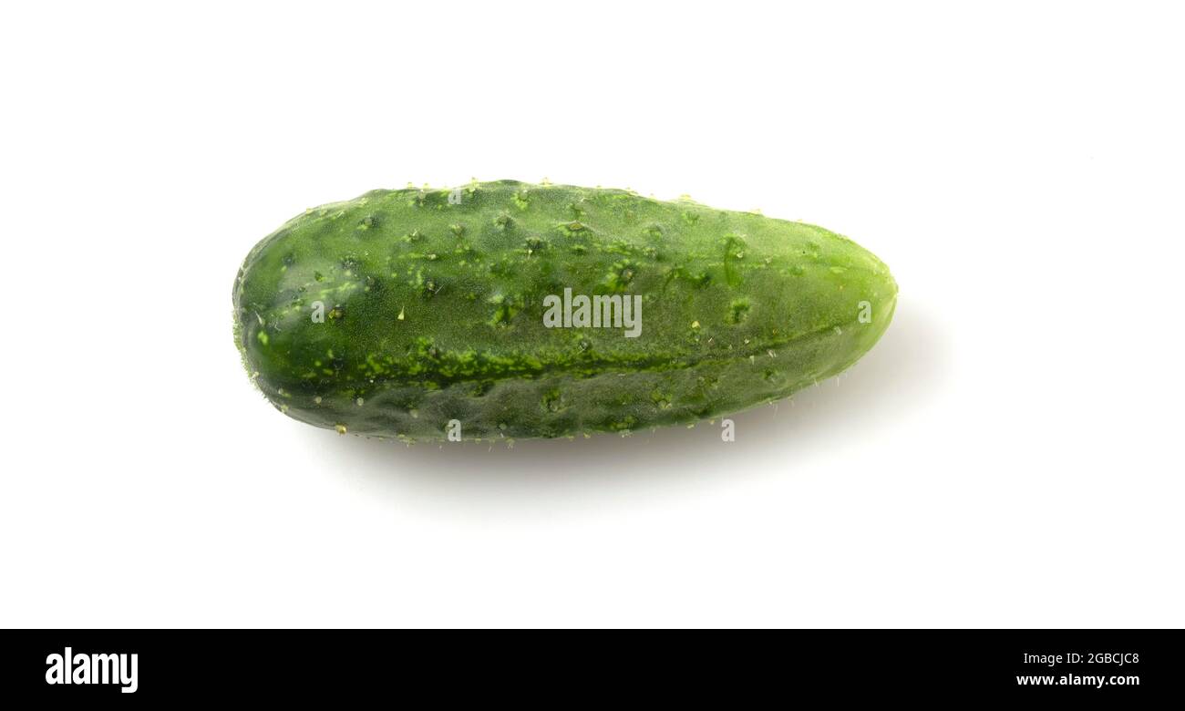 Prickly cucumber isolated on white background. Vegetables close up ...