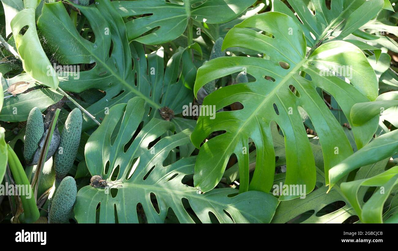 Exotic monstera jungle rainforest tropical atmosphere. Fresh juicy ...