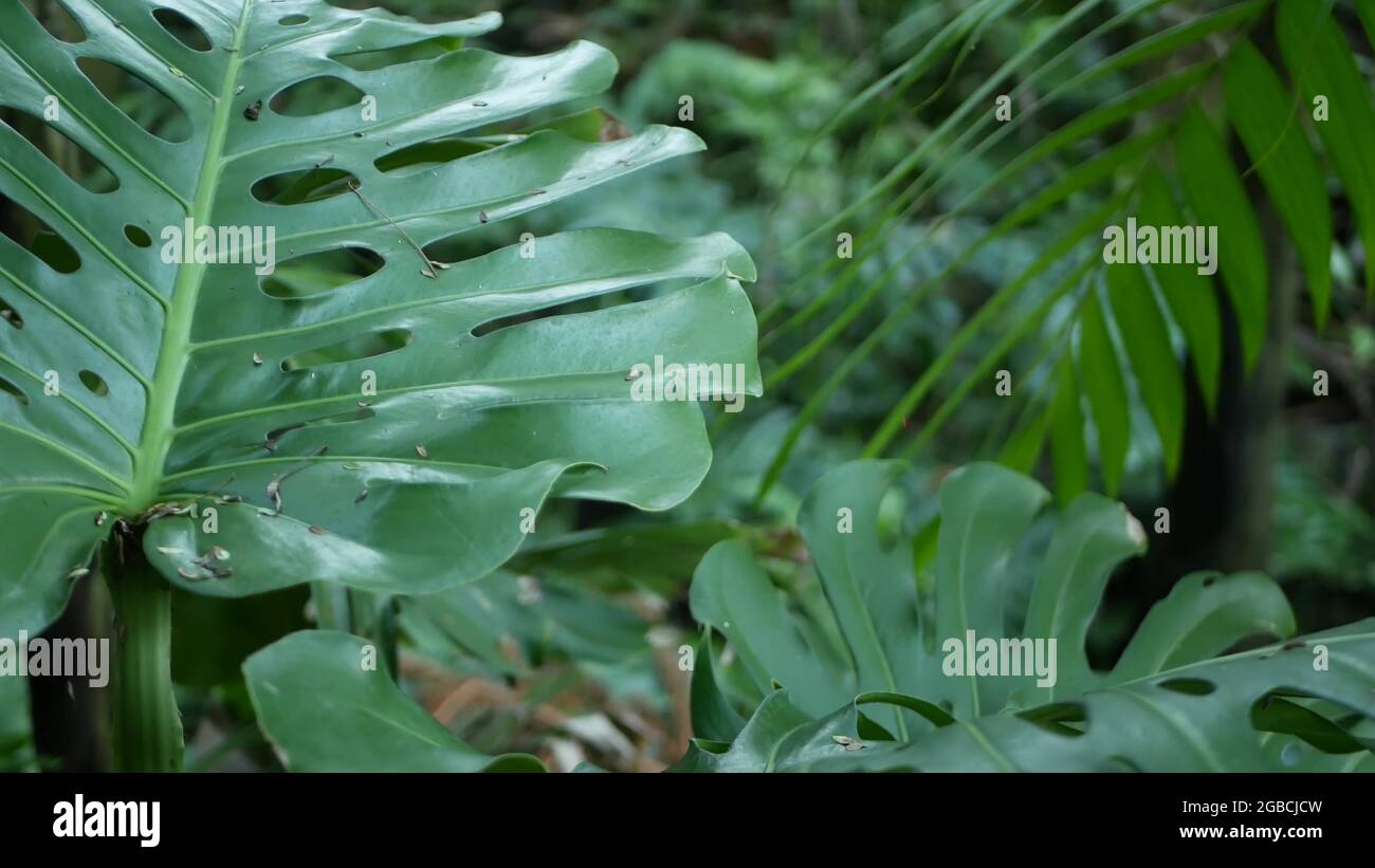 Exotic monstera jungle rainforest tropical atmosphere. Fresh juicy ...