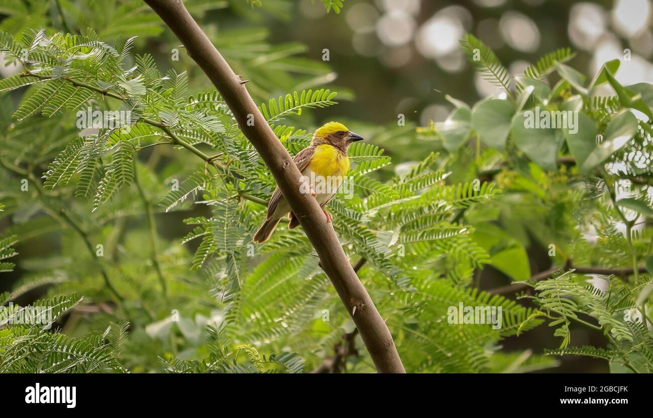 Weaver Bird sitting on the tree Stock Photo - Alamy