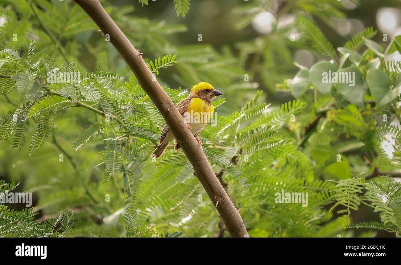 Weaver Bird sitting on the tree Stock Photo - Alamy