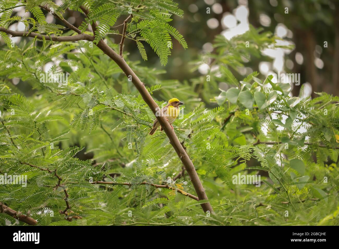 Weaver Bird sitting on the tree Stock Photo - Alamy