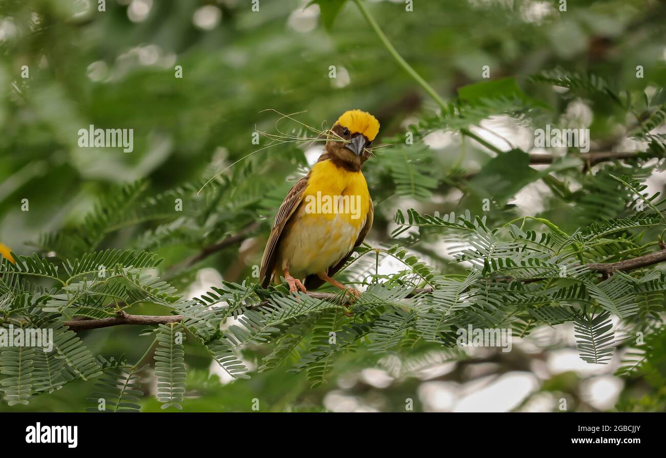 Weaver Bird sitting on the tree Stock Photo - Alamy