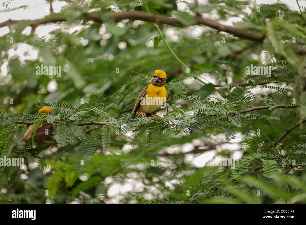 Weaver Bird sitting on the tree Stock Photo - Alamy