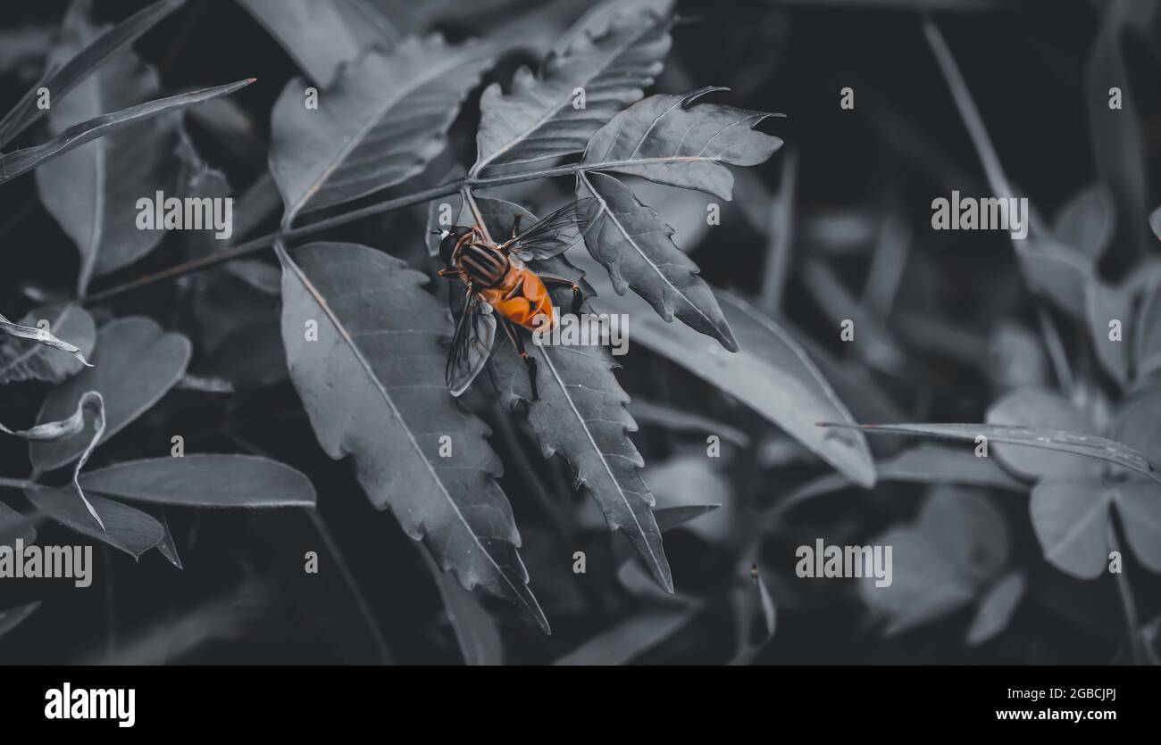 bug on a Leaf Stock Photo - Alamy