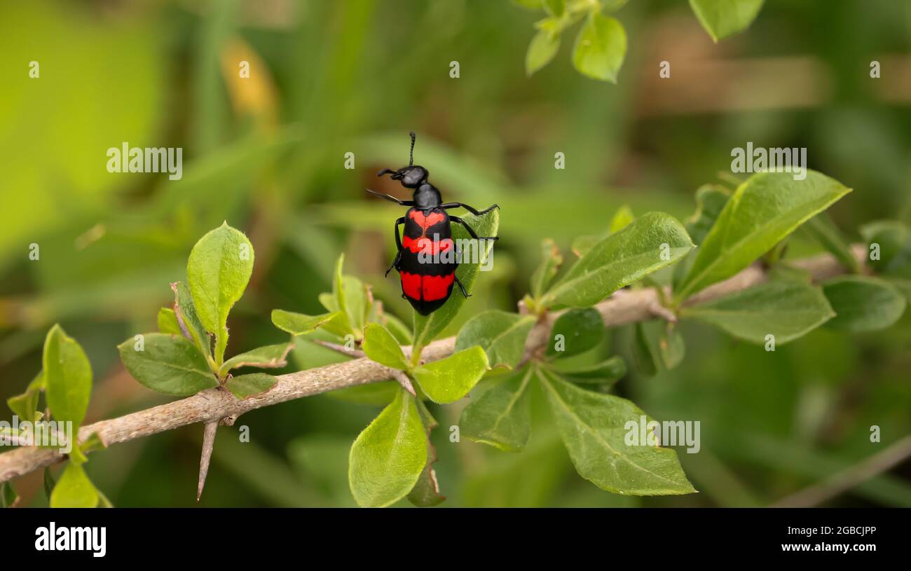 bug on a Leaf Stock Photo - Alamy