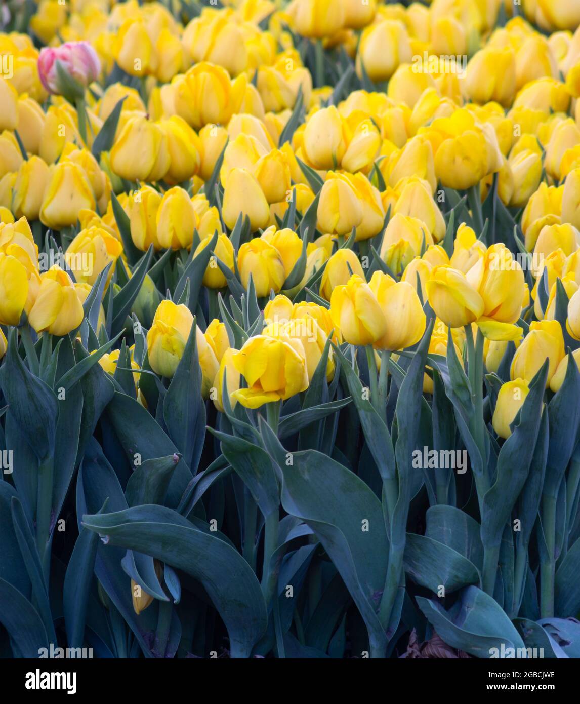 Beautiful yellow tulips on a flower bed in the garden grow and smell ...