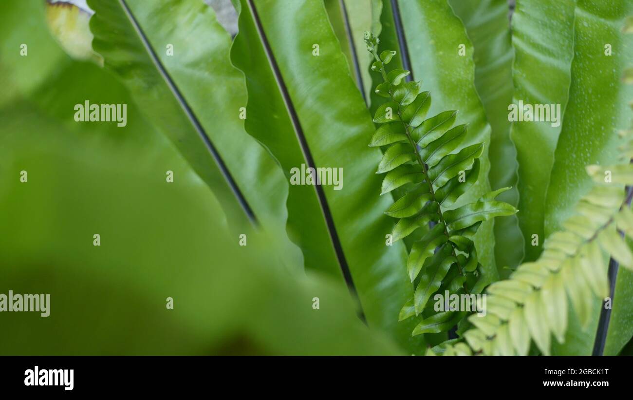 Bird's nest fern dark green leaves. Exotic tropical amazon jungle ...