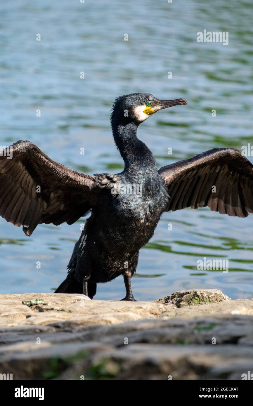 commorant black bird water foul Stock Photo - Alamy