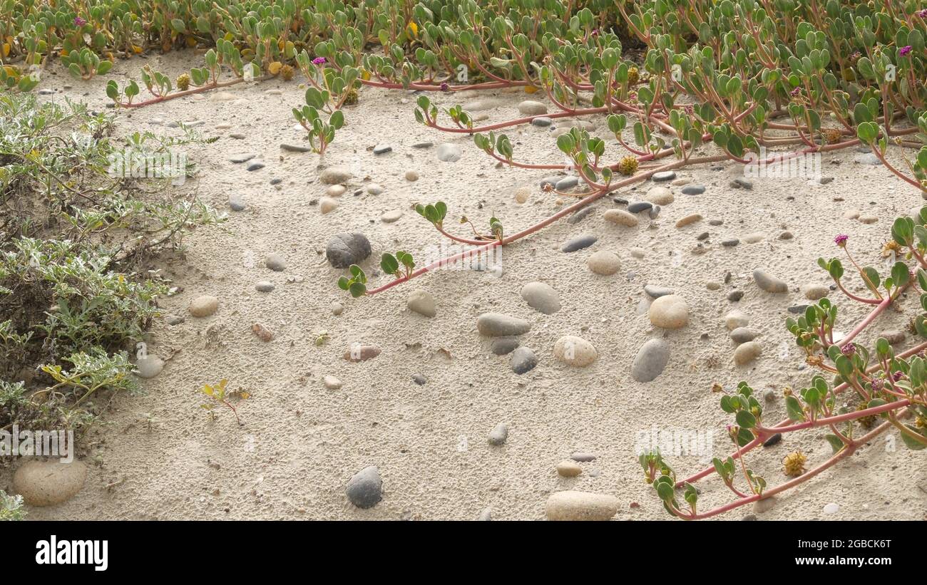 Purple flowers growing on beach hi-res stock photography and images - Alamy