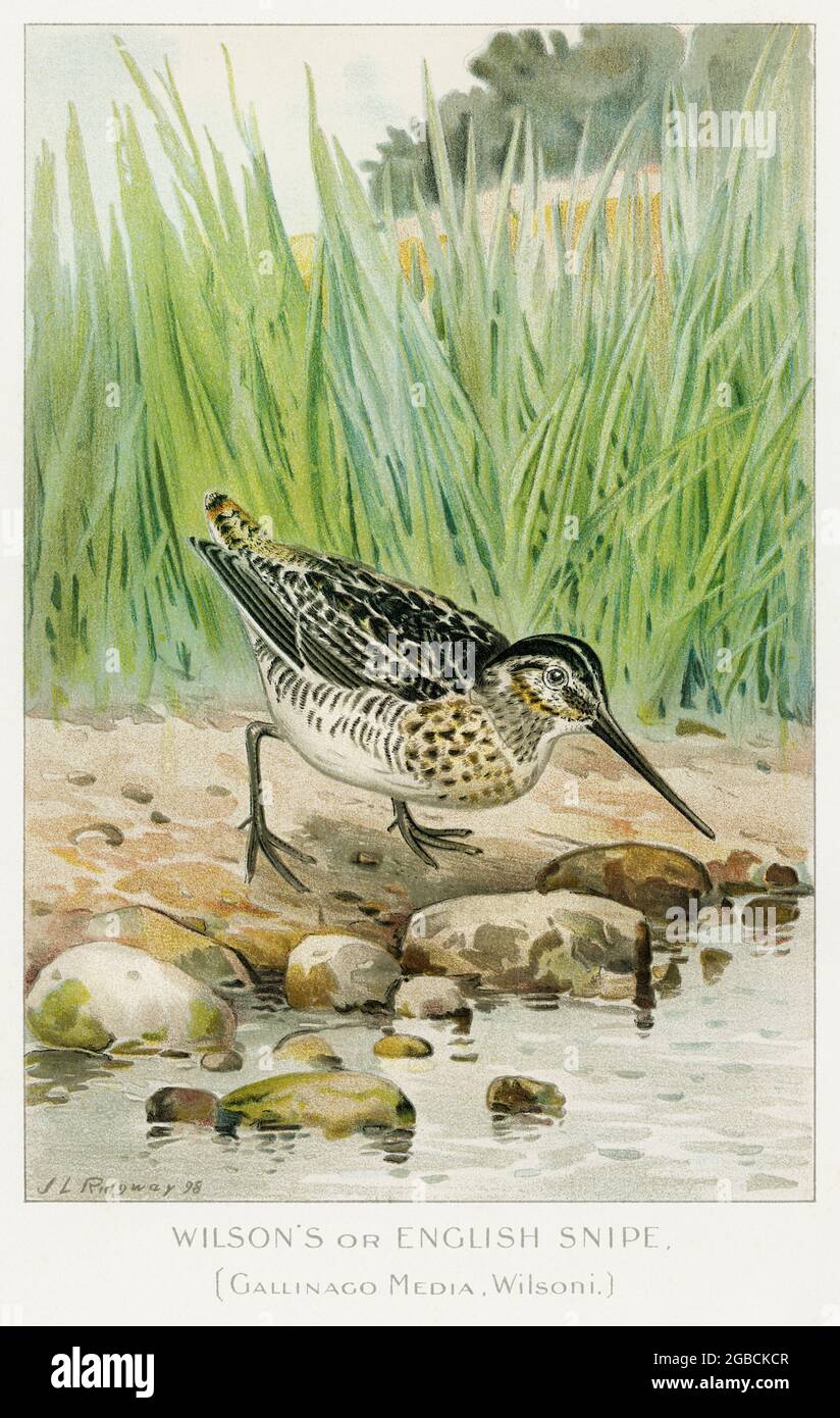 English game birds hi-res stock photography and images - Alamy