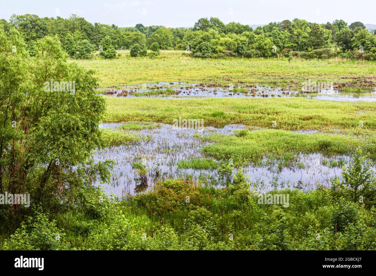 Chattahoochee river wetland wetlands upland habitat hi-res stock ...