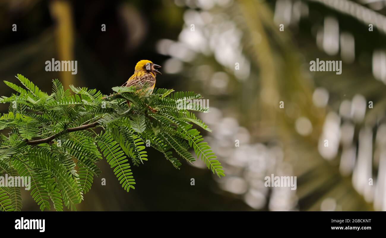 Weaver Bird sitting on the tree Stock Photo - Alamy