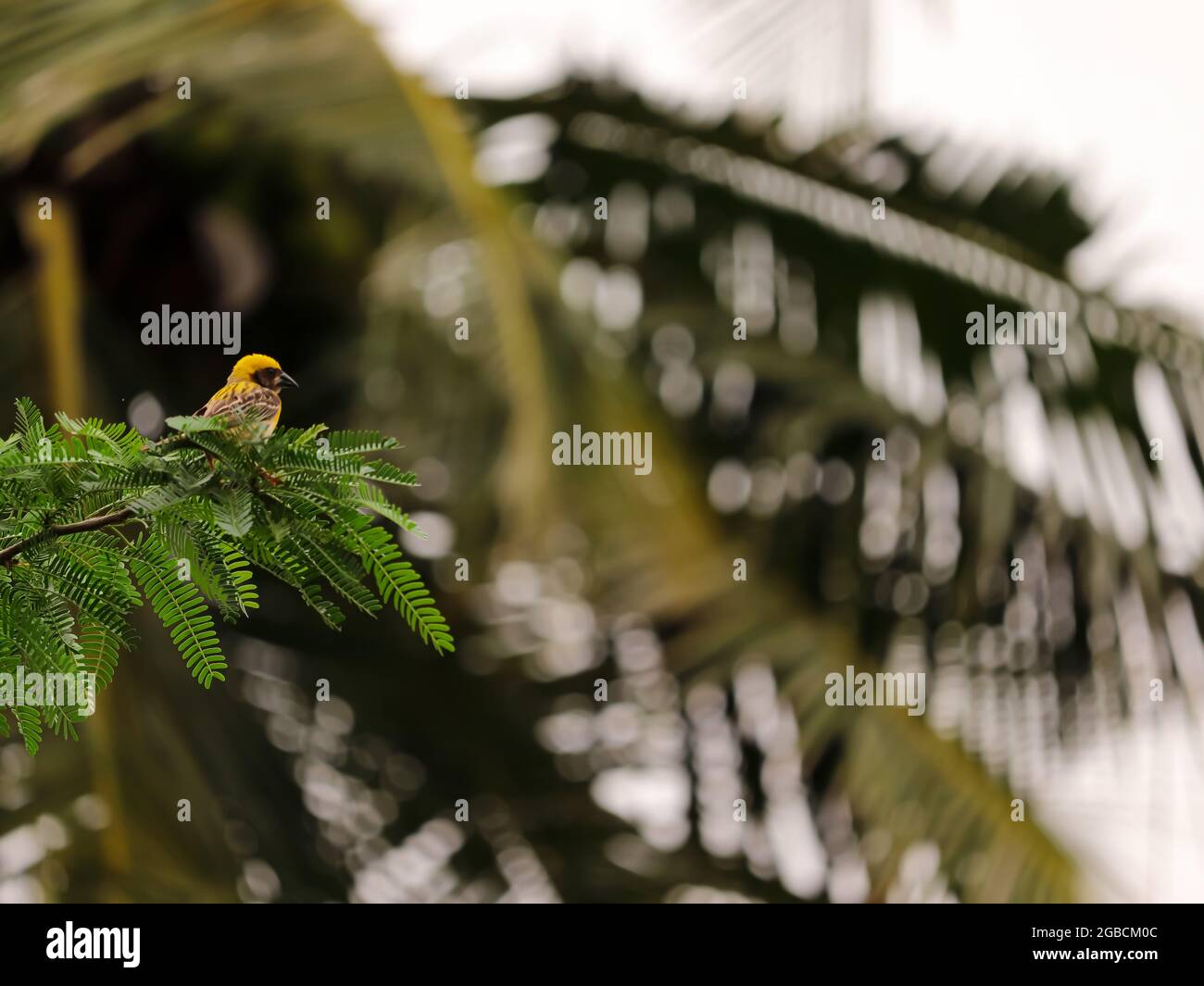 Weaver Bird sitting on the tree Stock Photo - Alamy