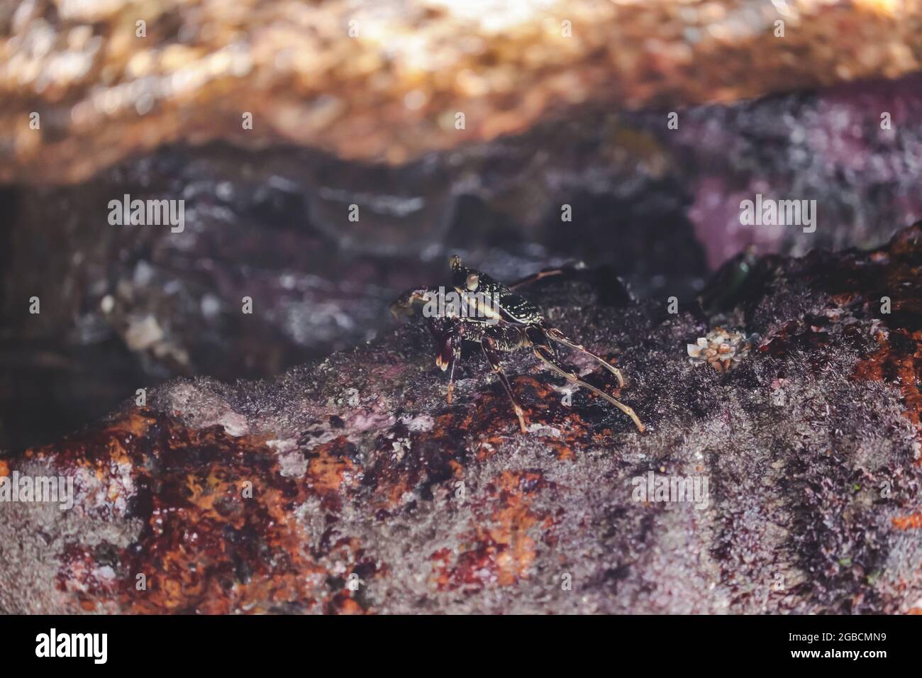 Photo of the Crab on rock , eating food , Ocean sound Stock Photo - Alamy