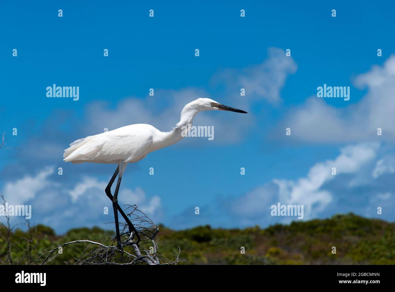 Grand Turk island crane family bird is ready to fly away (Turks and ...