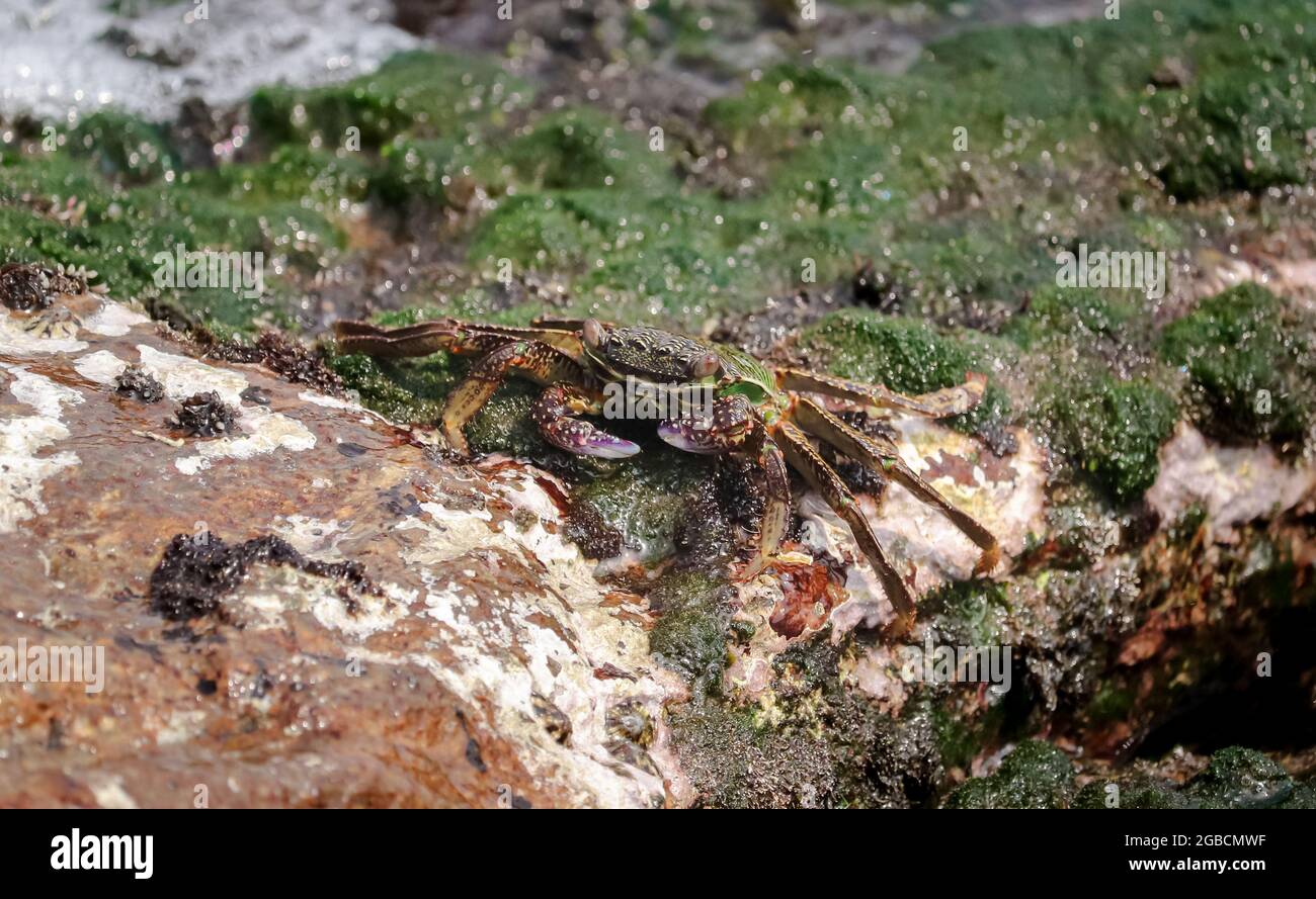 Photo of the Crab on rock , eating food , Ocean sound Stock Photo - Alamy
