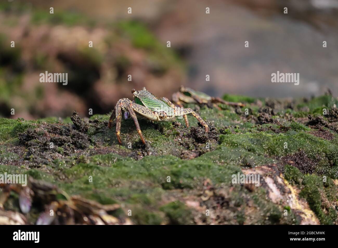 Fish eating insect meal hi-res stock photography and images - Alamy