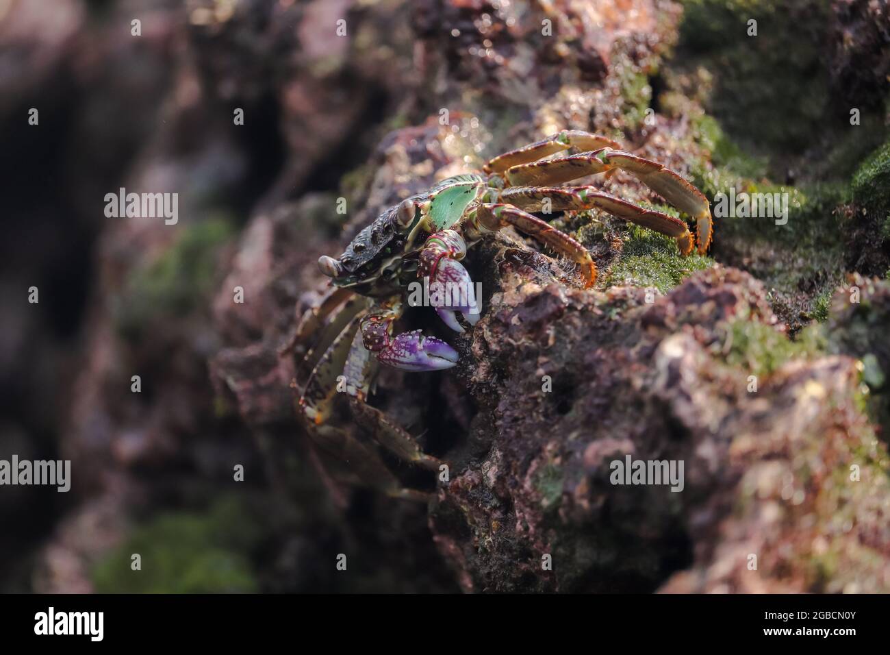 Fish eating insect meal hi-res stock photography and images - Alamy
