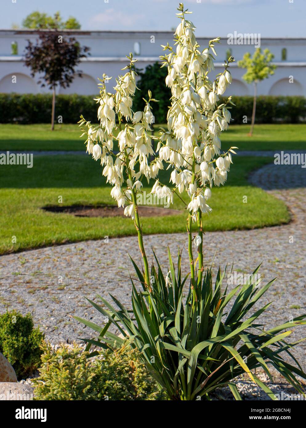 Decorative yucca, flowers in the backyard garden Stock Photo - Alamy