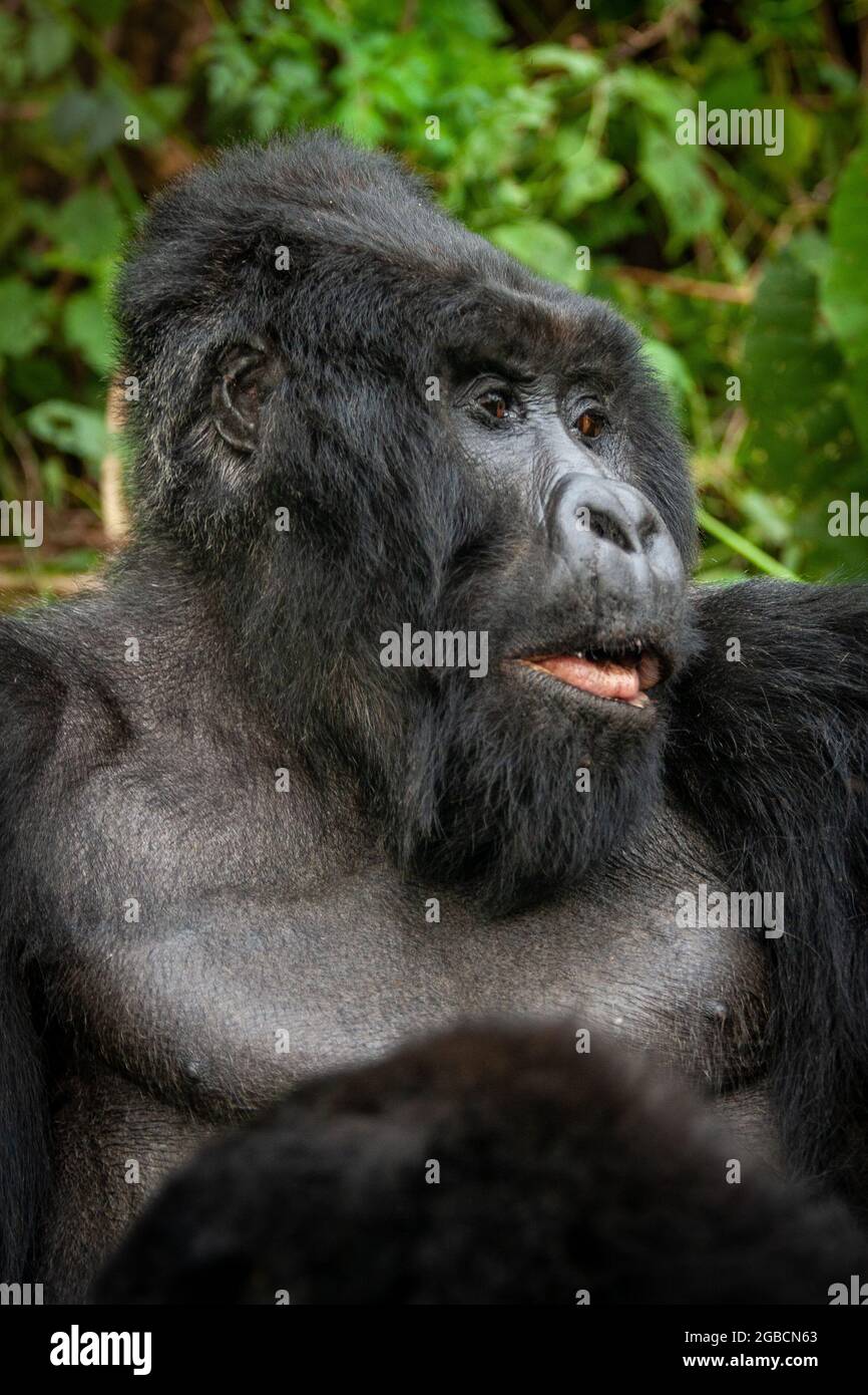 male gorilla silverback family leader Stock Photo - Alamy