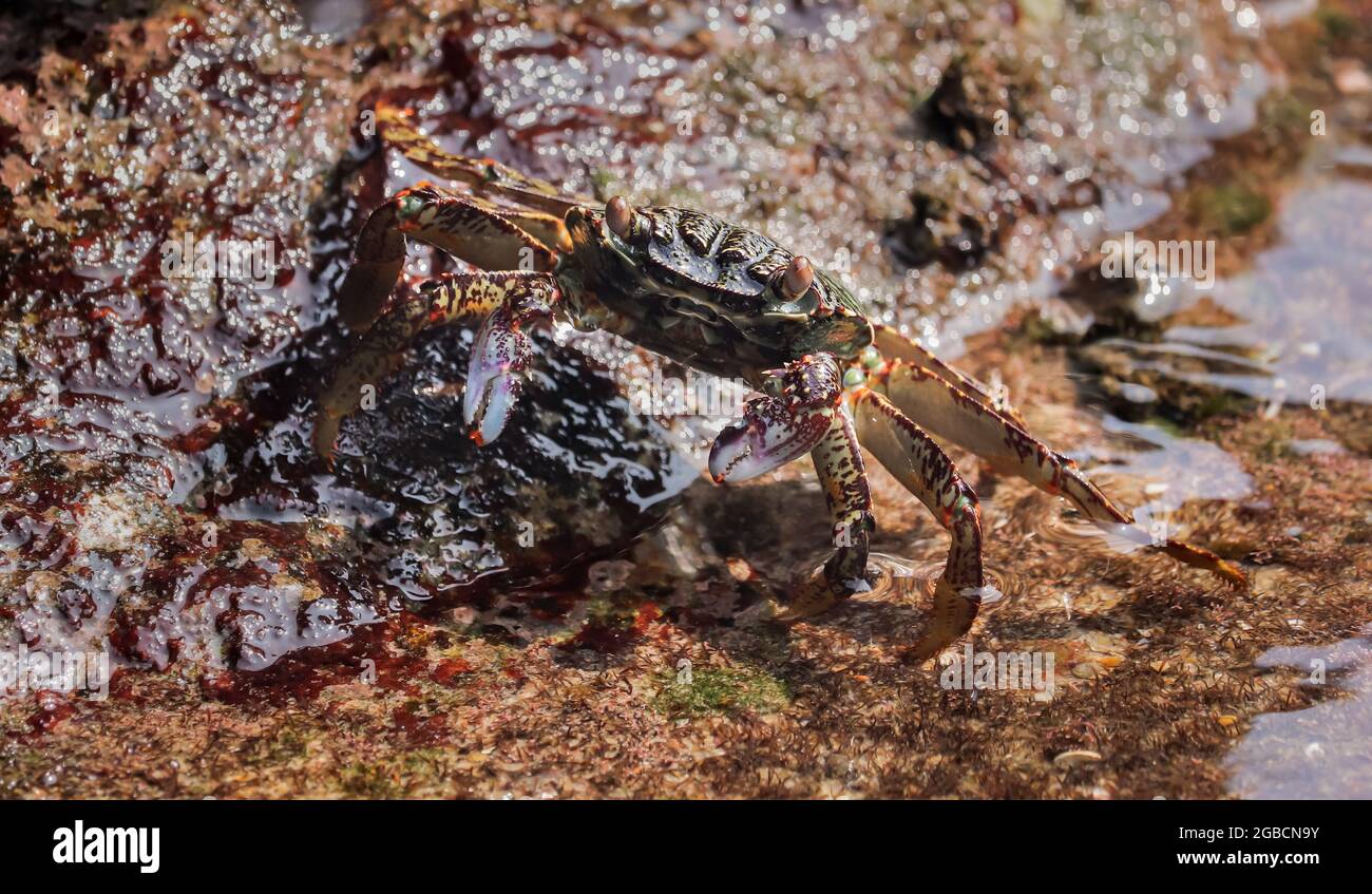 Fish eating insect meal hi-res stock photography and images - Alamy
