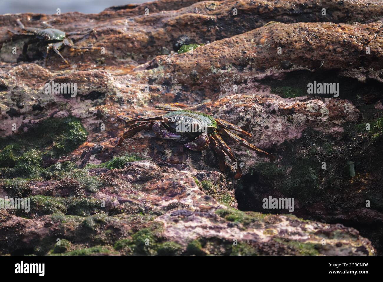 Photo of the Crab on rock , eating food , Ocean sound Stock Photo - Alamy