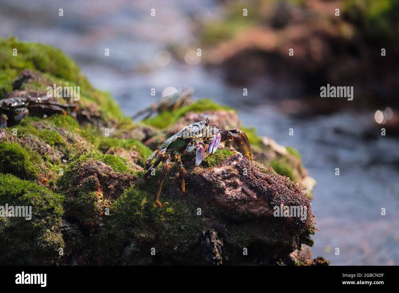 Photo of the Crab on rock , eating food , Ocean sound Stock Photo - Alamy