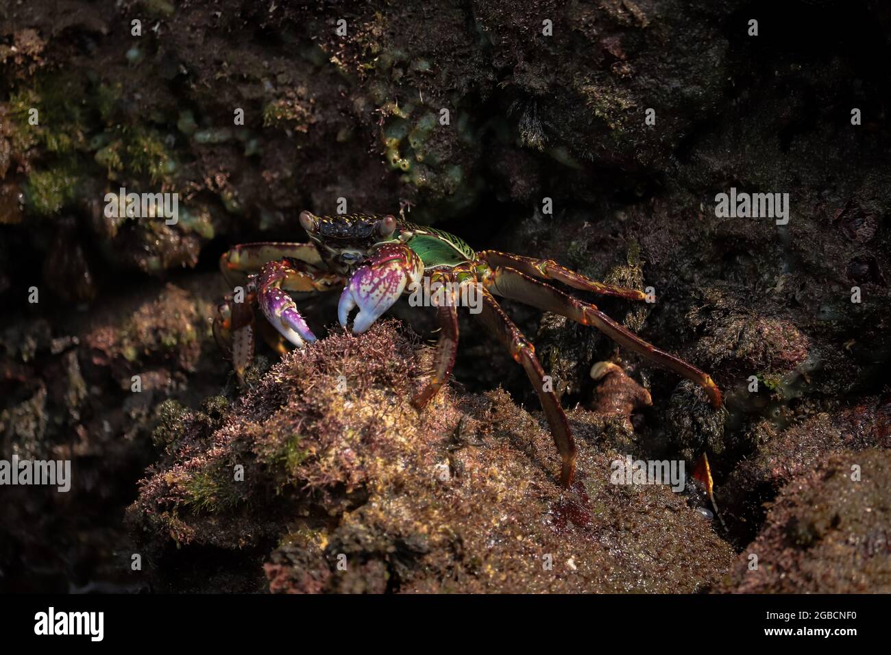 Fish eating insect meal hi-res stock photography and images - Alamy