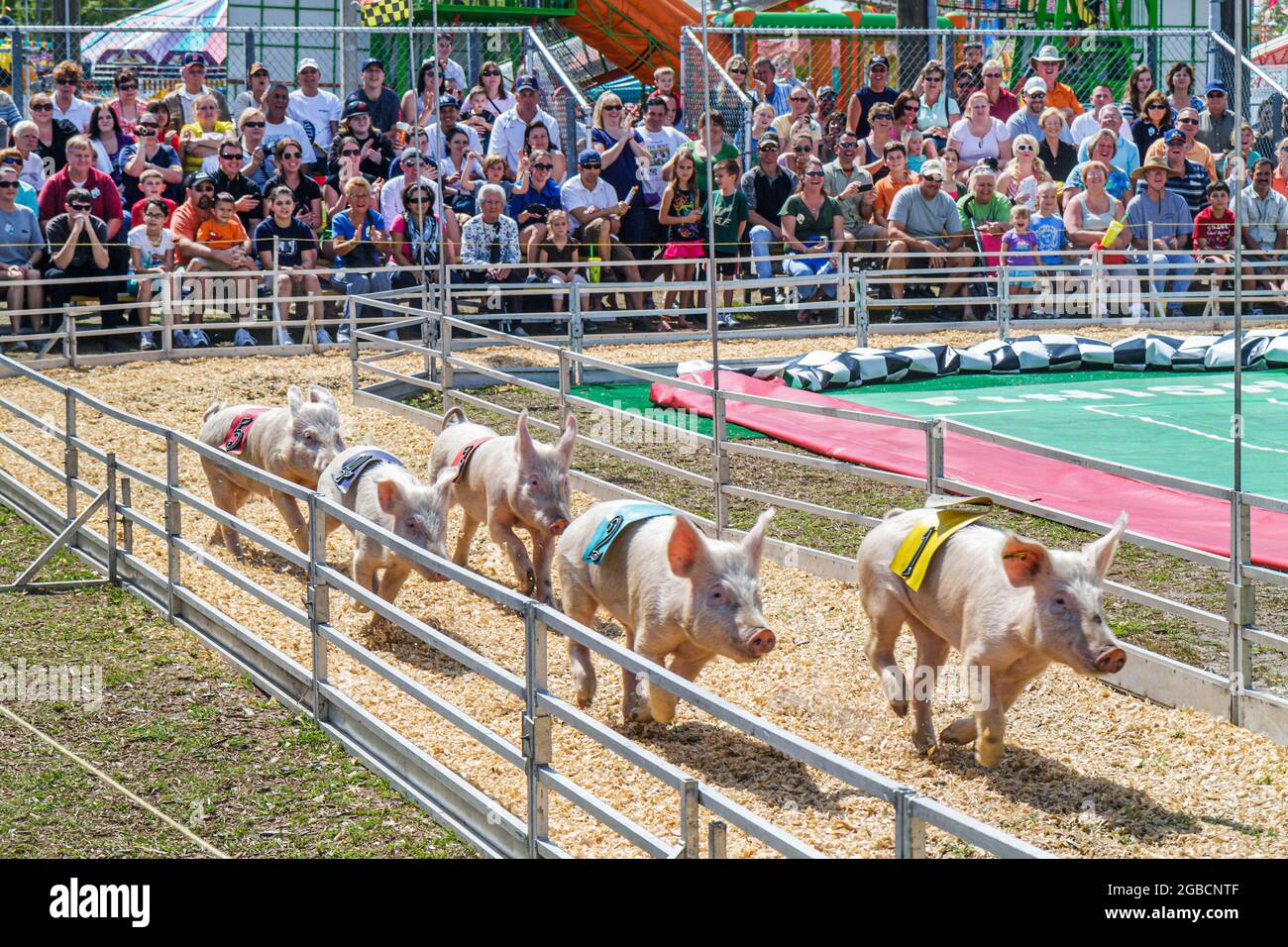 Pig racing hi-res stock photography and images - Alamy