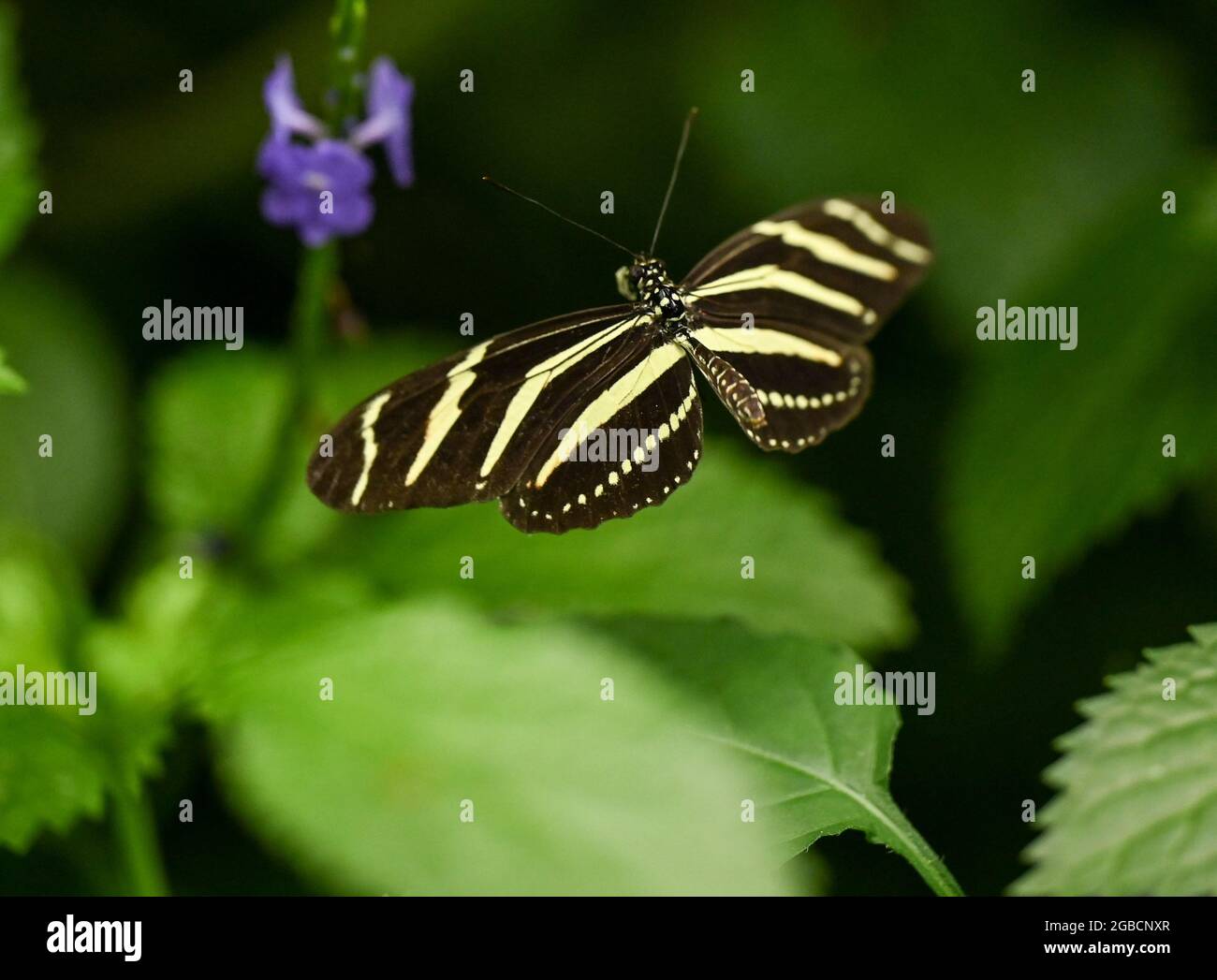 Zebra Longwing Butterfly Drawing